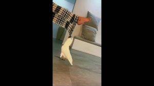 Крылатые качели в исполнении попугаев! 😲.. с улыбкой! 🤣 (большая версия)