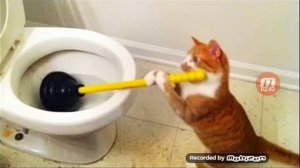 Коты приколы Шерлок Кот и Степаныч