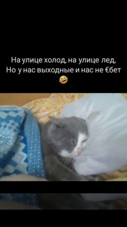 Погодка так и шепчет: никуда не ходи! #прикол #юмор #стихи #котик #приколы #выходной