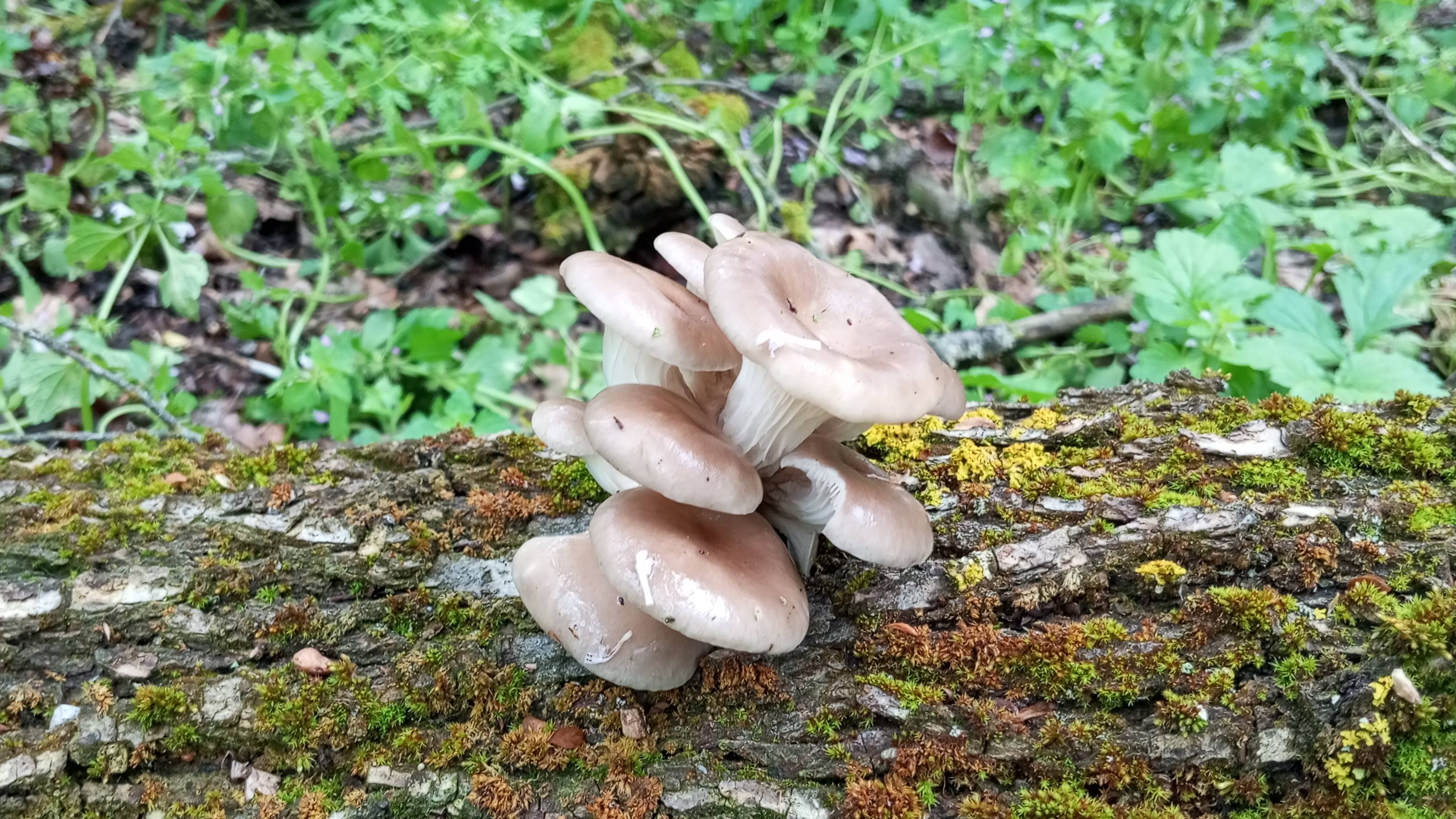 ПО ГРИБЫ НА РАДОНИЦУ 29 АПРЕЛЯ 2025 ГОДА ЭНТАЛОМА, ВЕШЕНКА, ШАМПИНЬОНЫ. грибное разнообразие #грибы