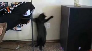 Приколы с котами (Коты и лазер) - Cats funny