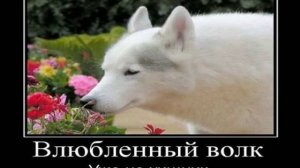 Картинки Демотиваторы Приколы 22195