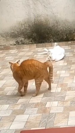 Боевые коты СМЕШЫЕ И ЗАБАВНЫЕ ВИДЕО С ЖИВОТНЫМИ #забавныеживотные #коты #смешныевидео #приколы