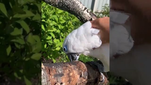Милые и забавные попугаи