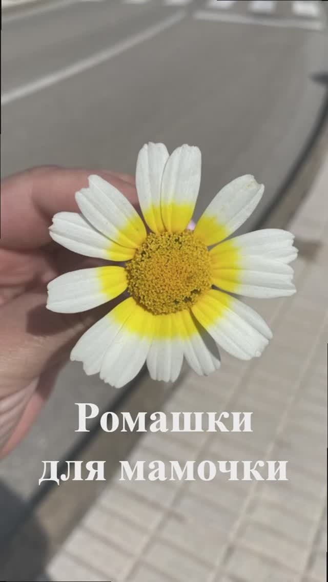 Испания. .Сан-Луис-де-Сабинильяс,  Ромашки