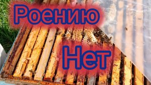 Роению нет