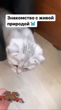 Смешные коты и кошки / Приколы с животними / коты
