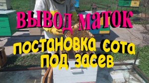 Вывод маток. Постановка сота под засев