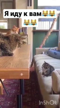 Я иду к вам мои братья! #животные #shotrs #приколы #animals #смешныеживотные #cat #funnyvideo