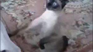 КОТ Футбольный ФАНАТИК! Коты Приколы Смешные !РЖАКА ОТВЕЧАЮ!!!