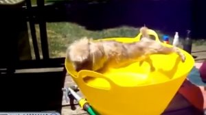 Видео прикол Только не в тазик!