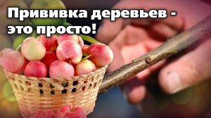Как прививать деревья в саду. Мастер-класс агронома