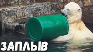 Белая медведица Хаарчаана играет с новой бочкой. Ленинградский зоопарк