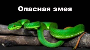 Рассказ Опасная змея