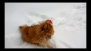 Шпиц - Кузьма Московский .Игры в снегу .