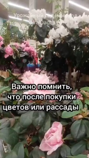 Почему покупные цветы и рассаду нельзя сразу ставить к другим растениям