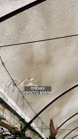 КАК В ТУРЦИИ БЕРЕГУТ РАСТЕНИЯ ОТ ☀️