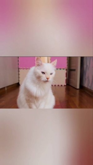 Умный котик😹