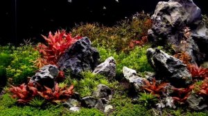 How to grow : Background stem plants in a planted tank P2