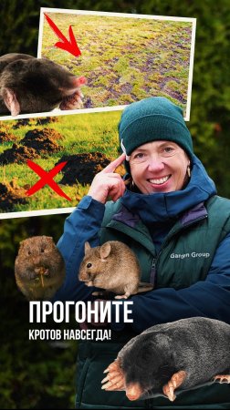 Как избавиться от кротов, мышей и других грызунов в саду: эффективные методы борьбы