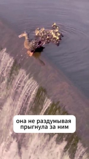Смелая мама-утка! #shorts