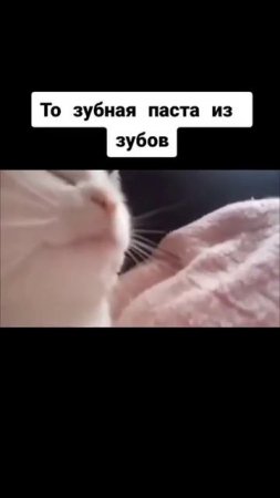 ❤️кот качает головой|прикол😹