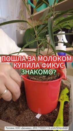 Пересадка фикуса в горшок
