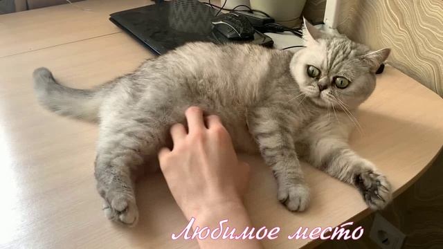 Хорошо живётся нашим кисулям
