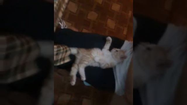 КОШКА НА ПРИЕМЕ У ГИНЕКОЛОГА.mp4