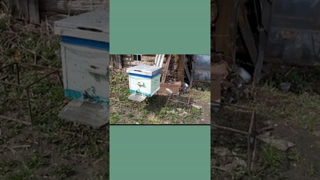 Весенние подсиливание лётной пчелой
