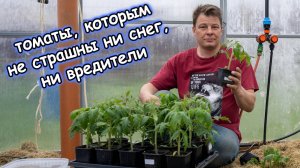 Рассада-крепыш: как вырастить томаты, которым не страшны ни снег, ни вредители