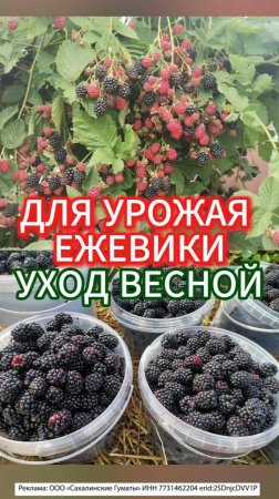 ДЛЯ УРОЖАЯ ЕЖЕВИКИ - ПЕРВАЯ ПОДКОРМКА ВЕСНОЙ