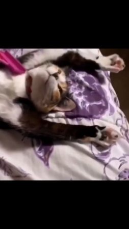 Топ нарезка приколов с котиками 2023 #коты #приколы #животные #cat #популярныевидео #top #лучшее