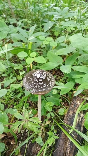 ГРИБЫ НАВОЗНИК СОРОЧИЙ ИЛИ НАВОЗНИК ДЯТЛОВА #грибы #тихаяохота #навозник