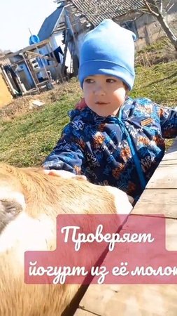 Мура проверяет качество йогурта из её молока| очень общительная #деревня #корова #молоко #юмор