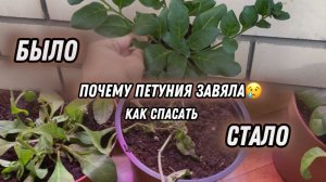 ПЕТУНИЯ ЗАВЯЛА😢почему? ЧТО Я ДЛЯ ЭТОГО ДЕЛАЮ? #дачнаяполяна