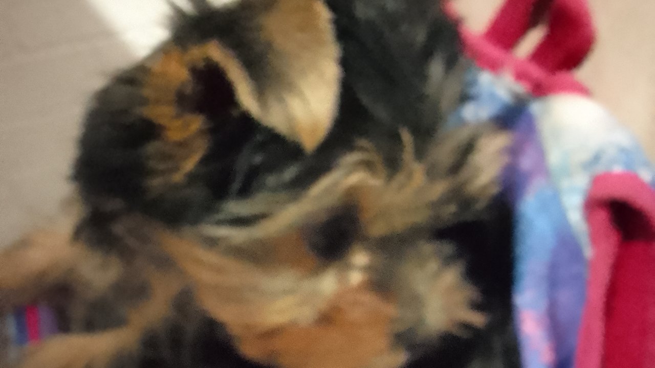 Хахахаха 😆 😂🤣🤣😂😂😅🤣🐕🐶