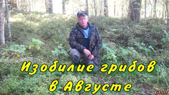 Изобилие грибов в Августе