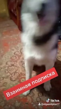 Комедия. Веселые ролики с животными. Хаски приколы
