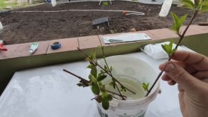 Размножение метельчатой гортензии почкой весной🌿