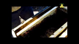 Осмотр августовского отводка после зимовки