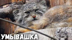 Манул Намика нашла удобную полочку для умывания. Ленинградский зоопарк