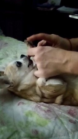 юмор #хорошеенастроение #позитив #собаки #приколы #чихуахуа #весело