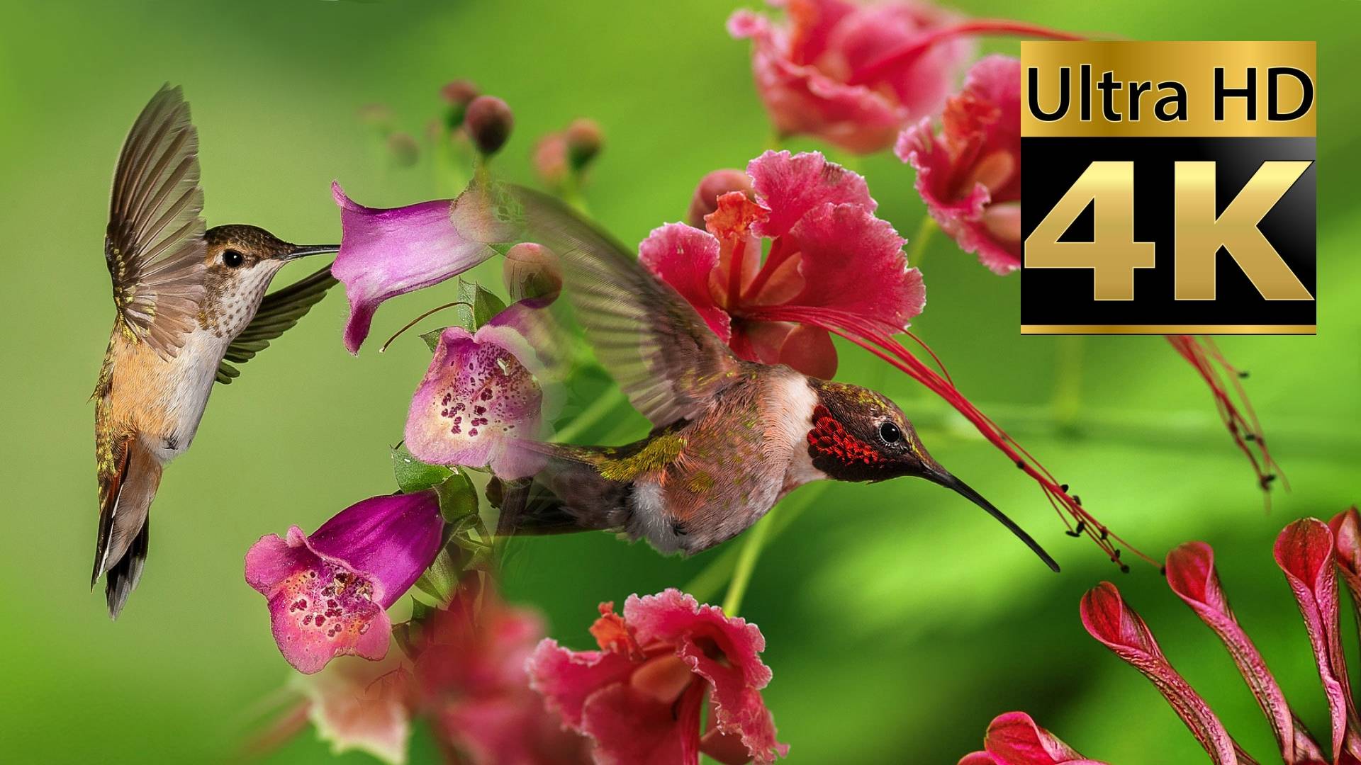 НЕЖНЫЙ КРЕПКИЙ СОН. СУПЕР РЕЛАКС 4К