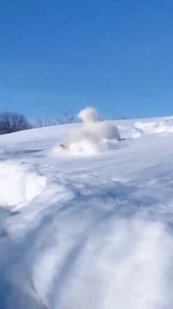 ПУШИСТИКИ В СНЕГУ 👍👀🤗🐕#shorts #животные #позитив #красота #собака #dog #viral #share #doglover