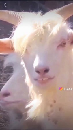 Почему 🥰🤔он красивей меня?#ВторойЯ #косплей  #Likee https://l.likee.video/v/1lWu5H