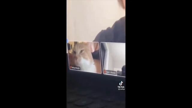 кот+юмор