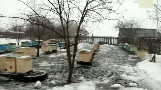 Зима вернулась Пасека в апреле