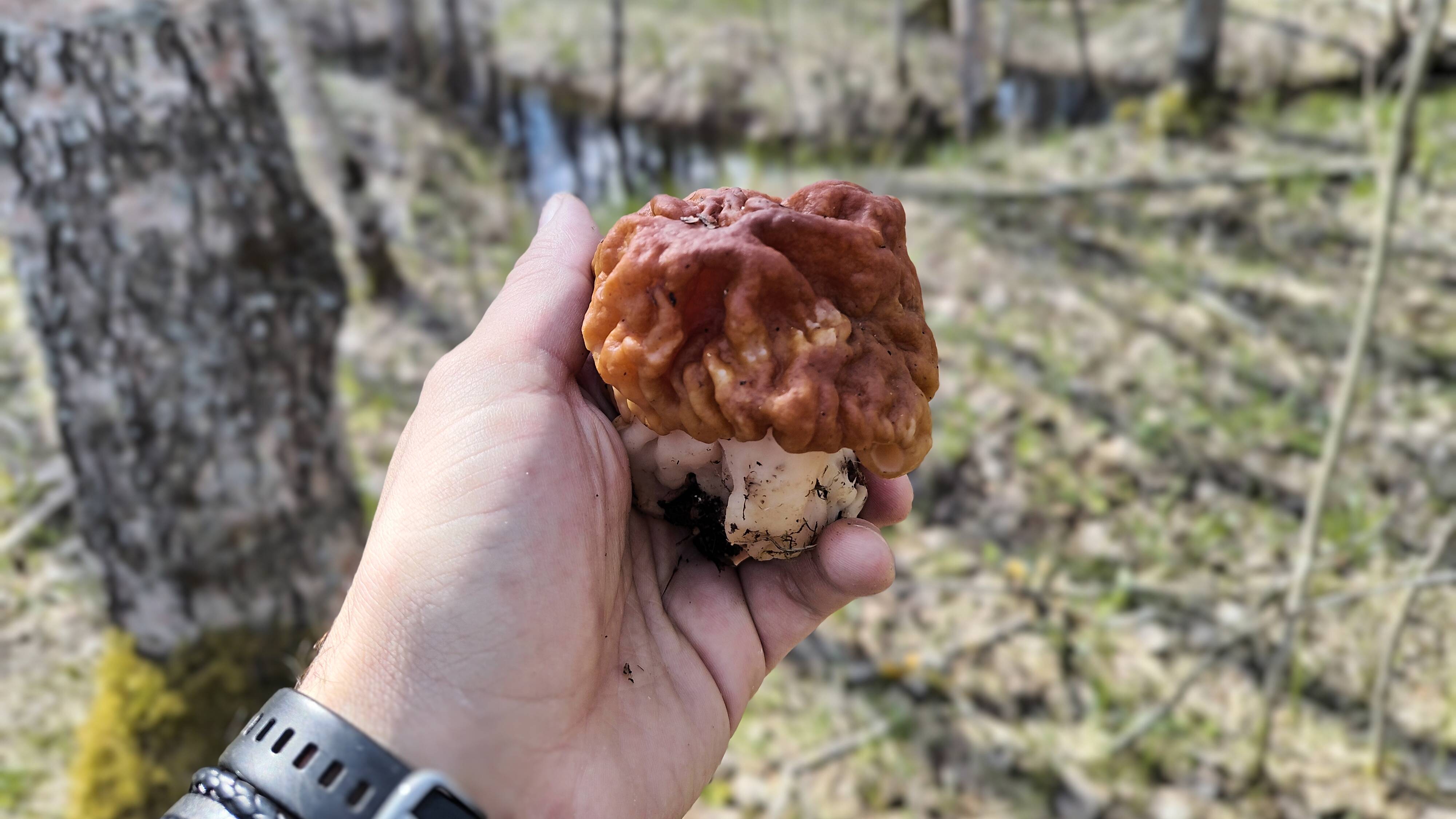 Строчки гигантские и шапочки сморчковые 2 мая 2025