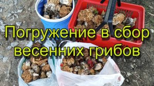 Погружение в сбор весенних грибов!
